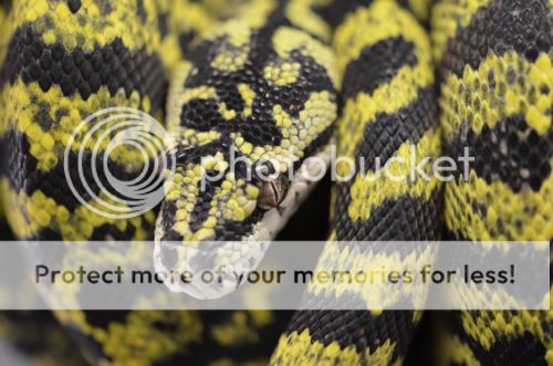 SW England - Carpondro for sale | Reptile Forums