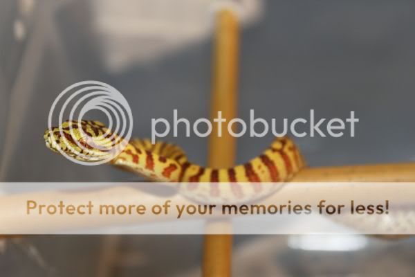 SW England - 2012 Carpondros | Reptile Forums