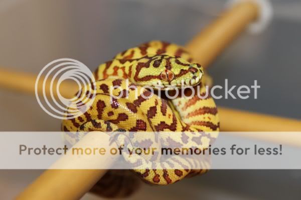 SW England - 2012 Carpondros | Reptile Forums