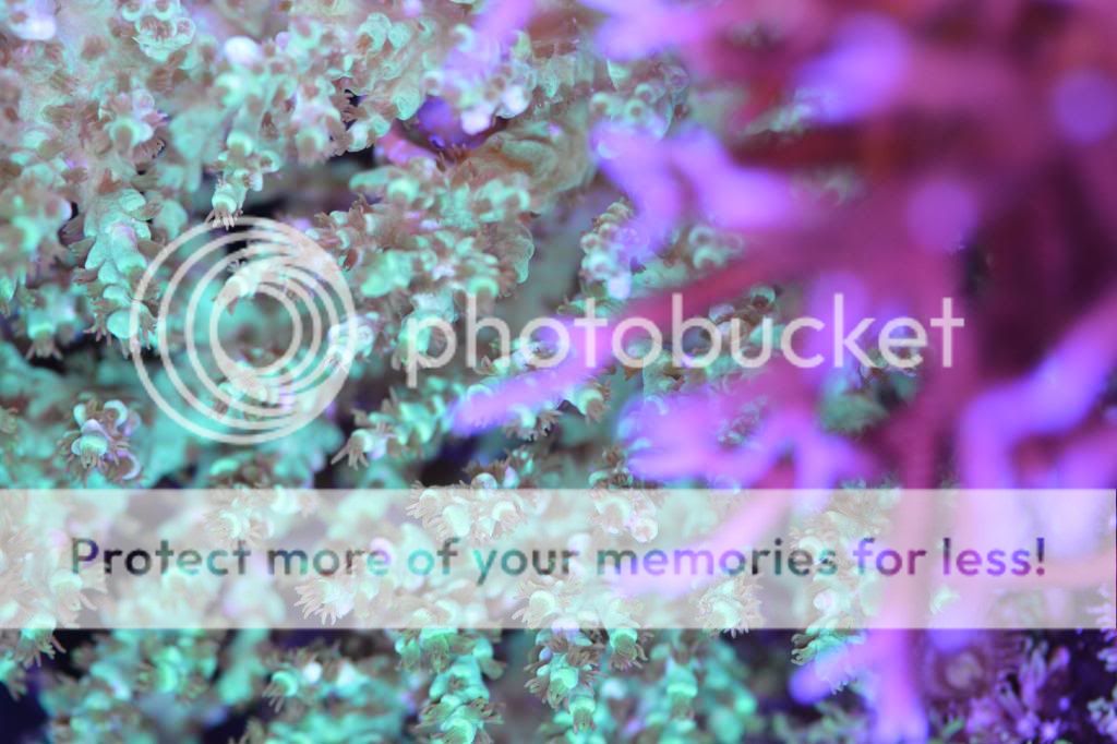 Aitutaki dreams - Marine Fish - Shrimp Keepers Forum