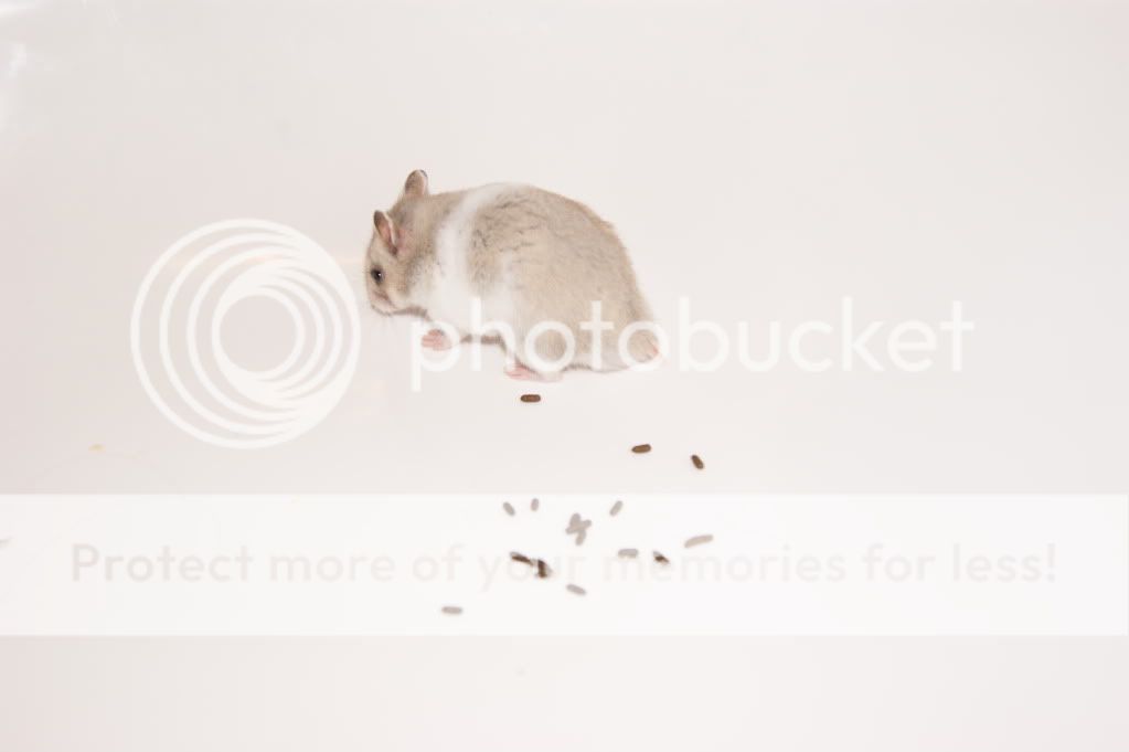 Poop Machine... - Hamster Central